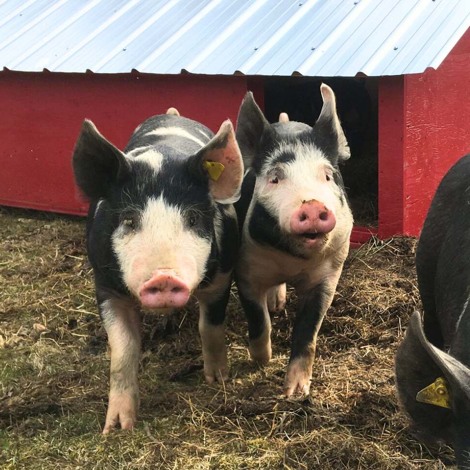 Pastured Pork – Grazing Patch Farm