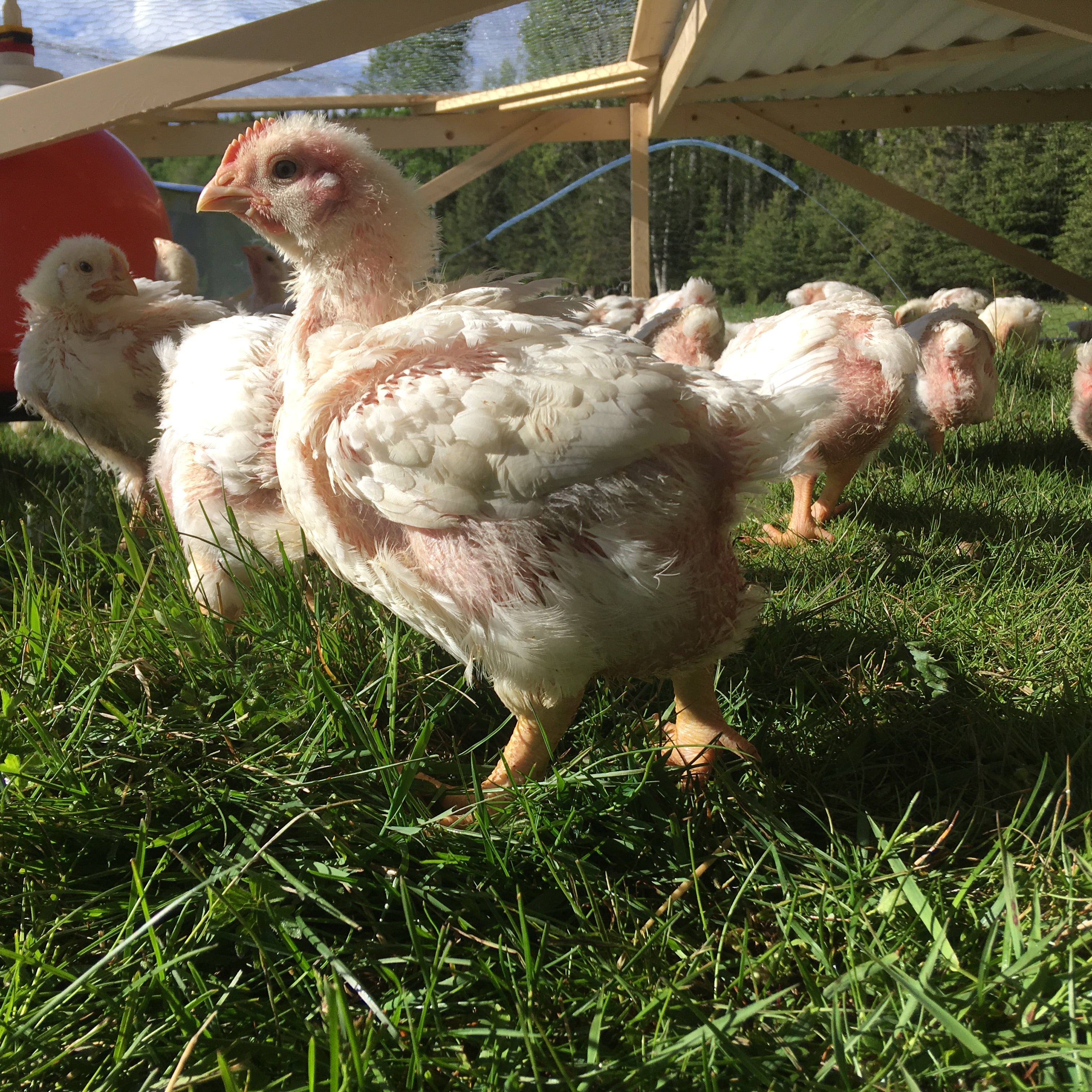 Free-Range Chicken – Grazing Patch Farm
