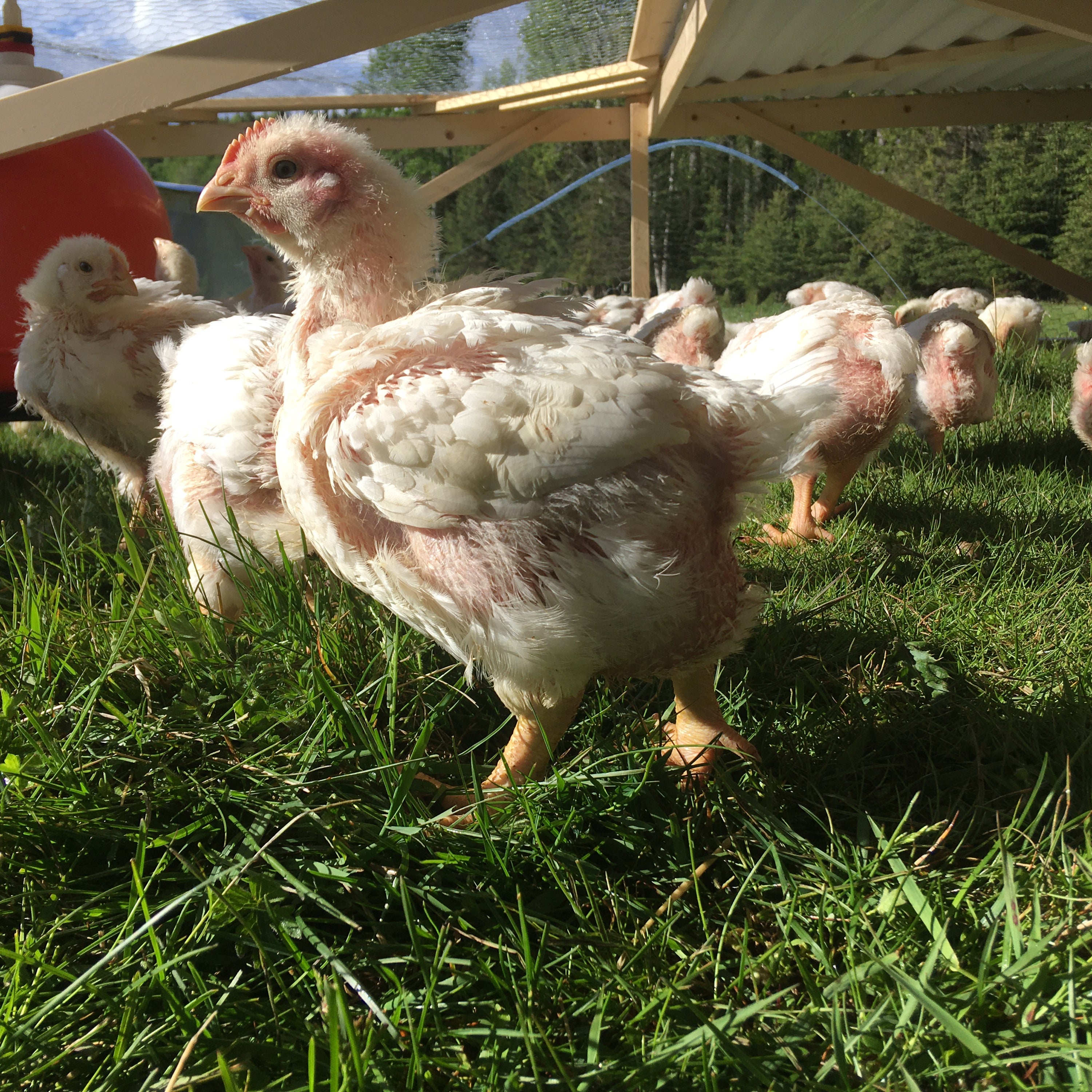 Pastured Pork – Grazing Patch Farm